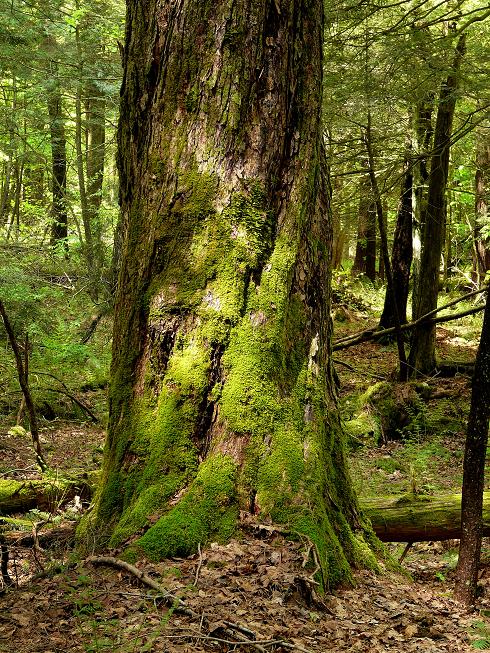 Timberturner + Bowlwood Woodturning: Old Growth Forests in Massachusetts