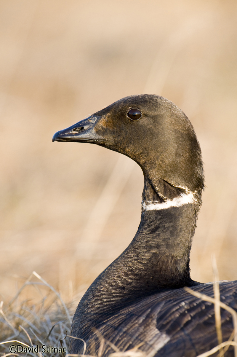 Waterfowl: Black Brant in Humboldt County