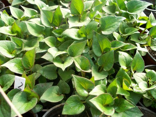 Exotic Herbs and Plants in Mao Naga Cuisine – Part III