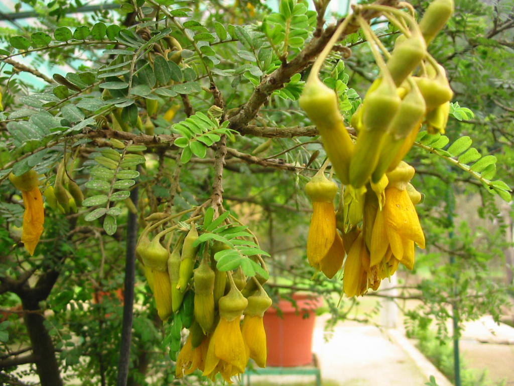Sophora toromiro Skottsb. Chile. Planta endemica de la Isla de Pascua ...