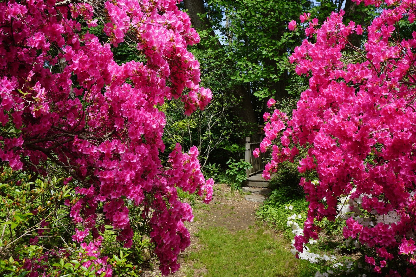 Full Bloom at the Kinney Azalea Garden