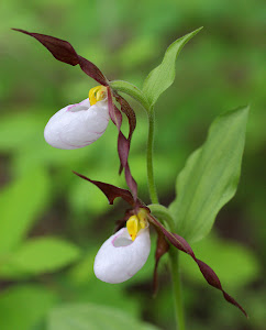 Biodiversity of British Columbia: Oregon Fairy Shrimp (Eubranchipus ...