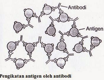 Cara kerja antibodi dalam menginaktivasi antigen | Pustaka Pandani