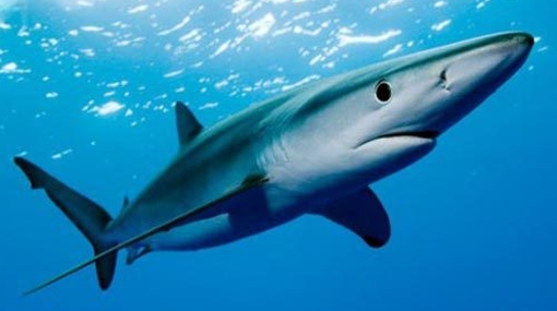 La Chachipedia: El tiburón. Tipos de tiburones. Características.