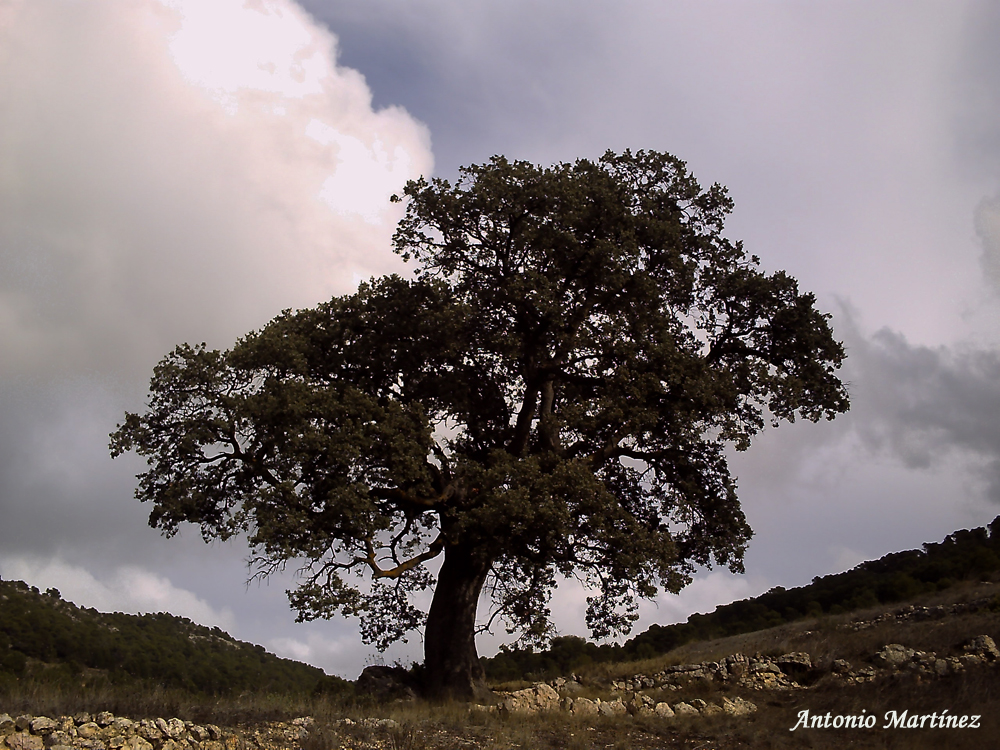 Una ventana a la naturaleza: Encina de El Cantal