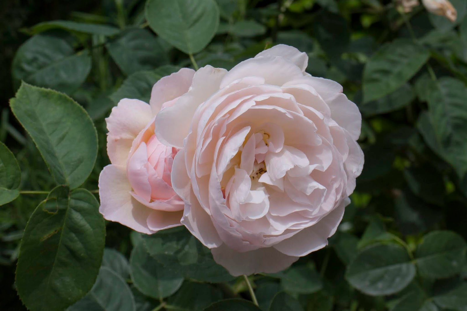 Il piccolo giardino di L.: La delicata rosa Gentle Hermione