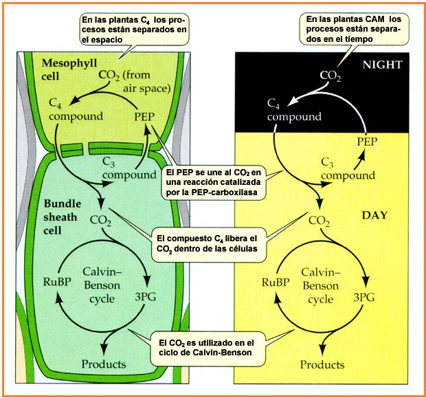 BIOLOGI GONZAGA: ASIMILASI TUMBUHAN CAM
