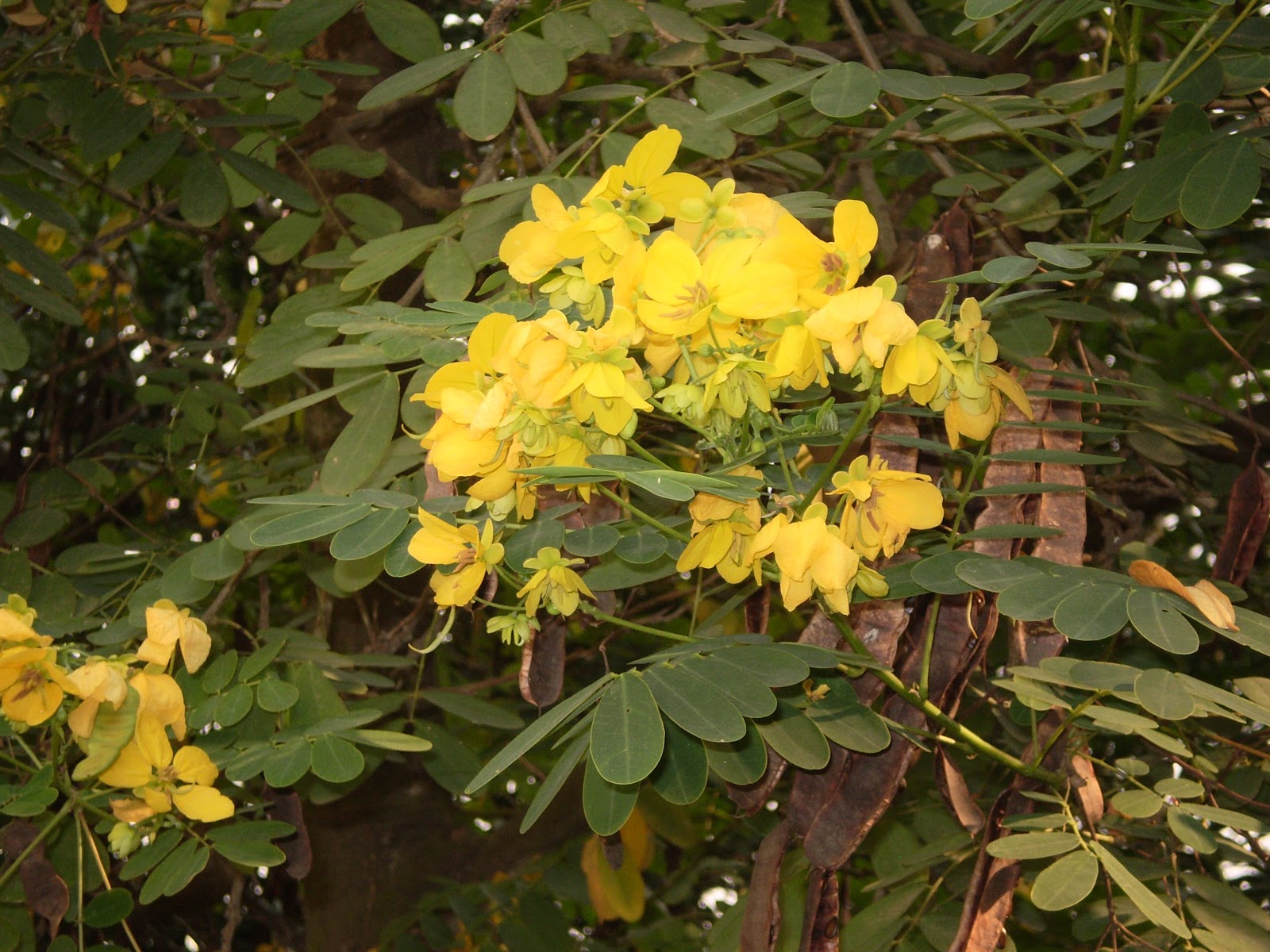 Ghana With The Wind: The Flora and Fauna of the Accra, West Africa Region