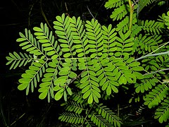 Daun Majemuk (Folium Compositum) ~ MUNAWI INSIDE