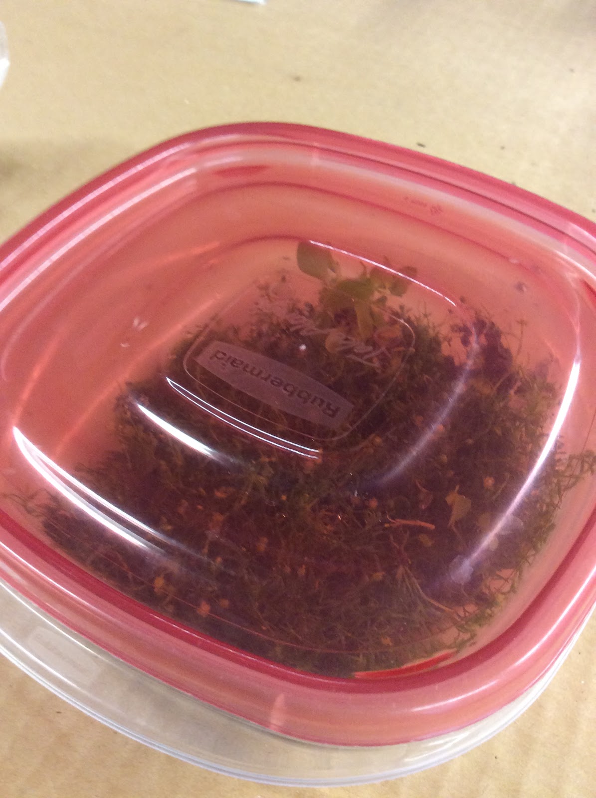 Fresh Vintage by Lisa S: Easy Nature Walk Moss Terrariums