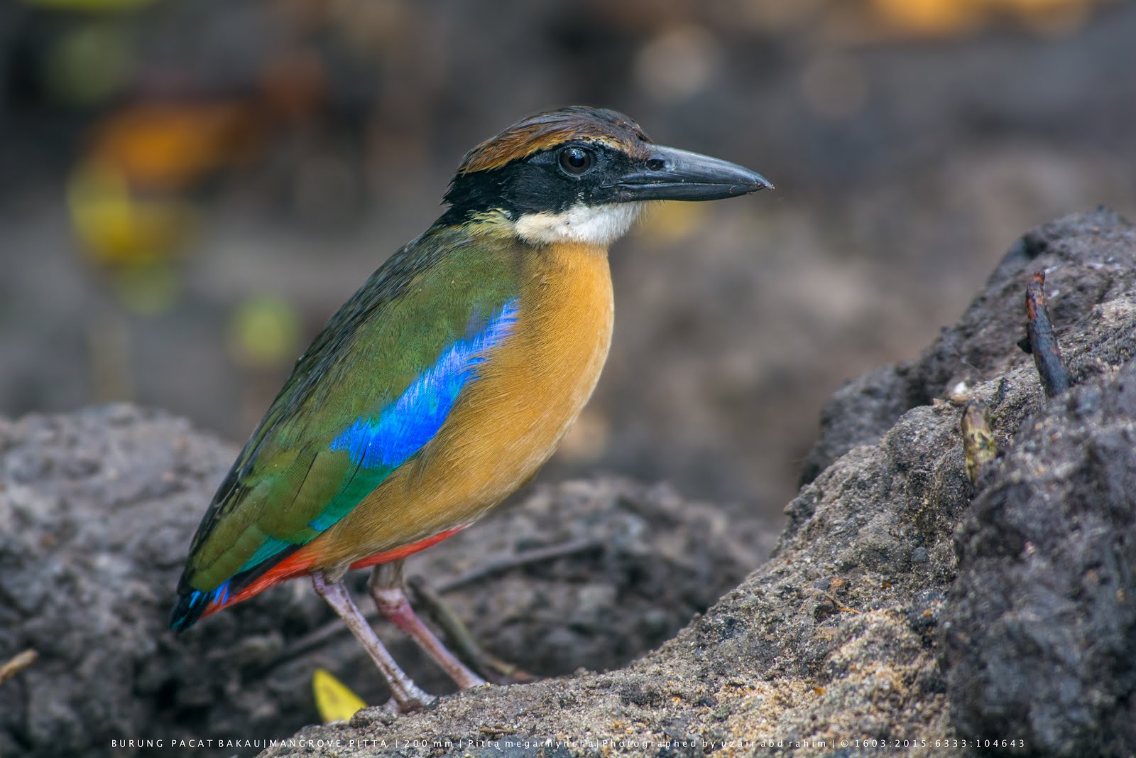 B u r u n g K e l i l i n g R u m a h .....: Burung Pacat Bakau ...