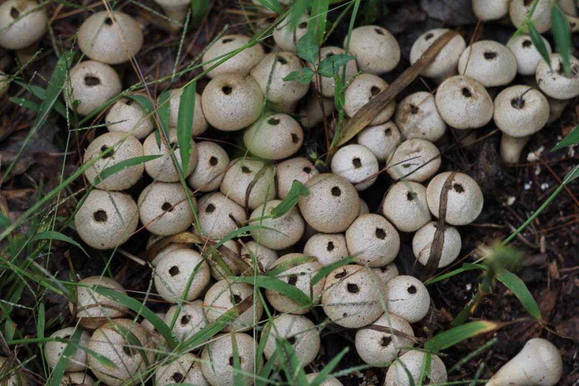 Connetquot in Pictures: Puffball Mushrooms