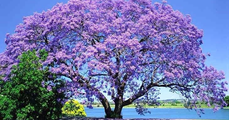 Jacarandá - Jacaranda mimosifolia, D. Don