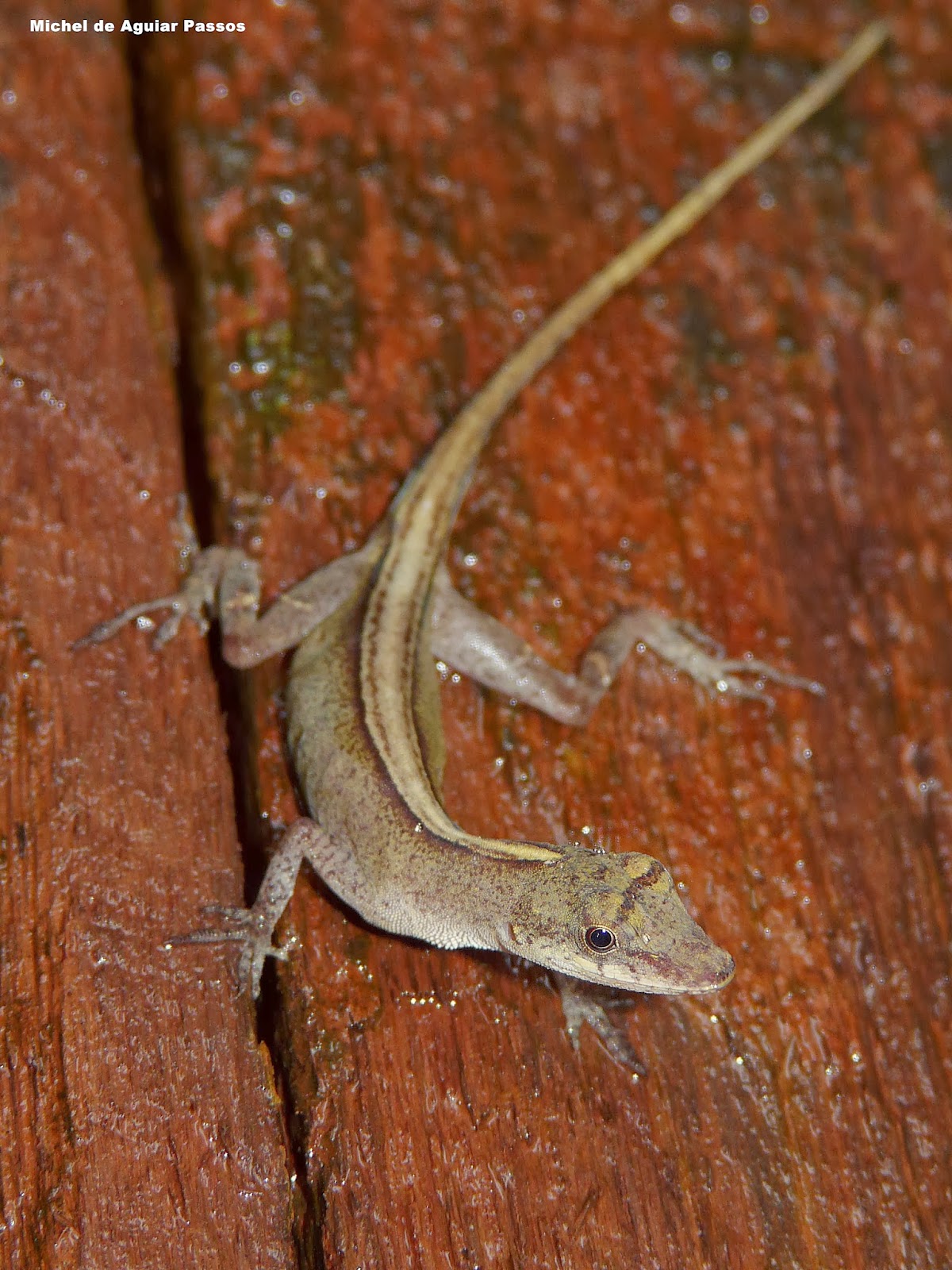 Herpetolife (Inicio): Norops fuscoauratus (D'Orbigny, 1837)