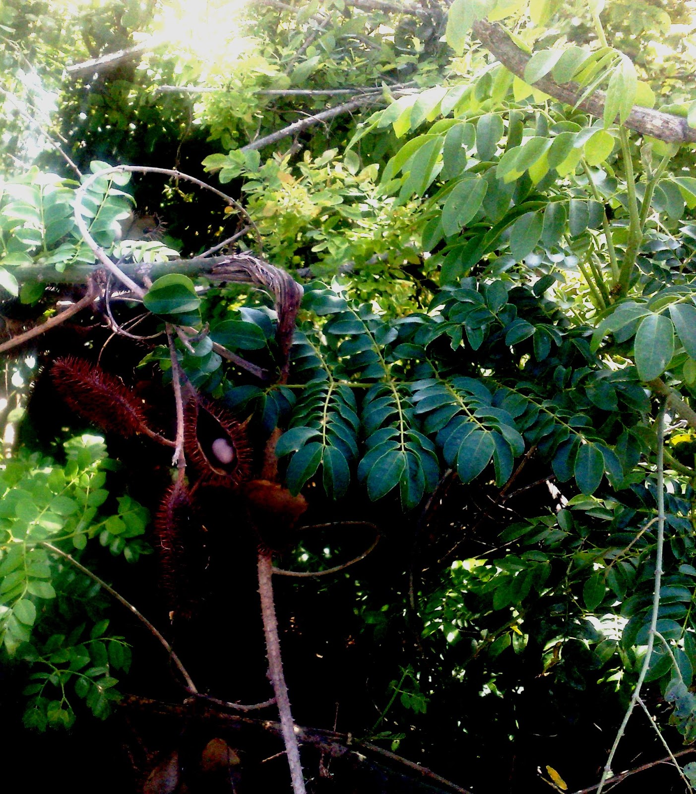 Single Ayurvedic Herbs : My Experience: Fever nut, Caesalpinia crista ...