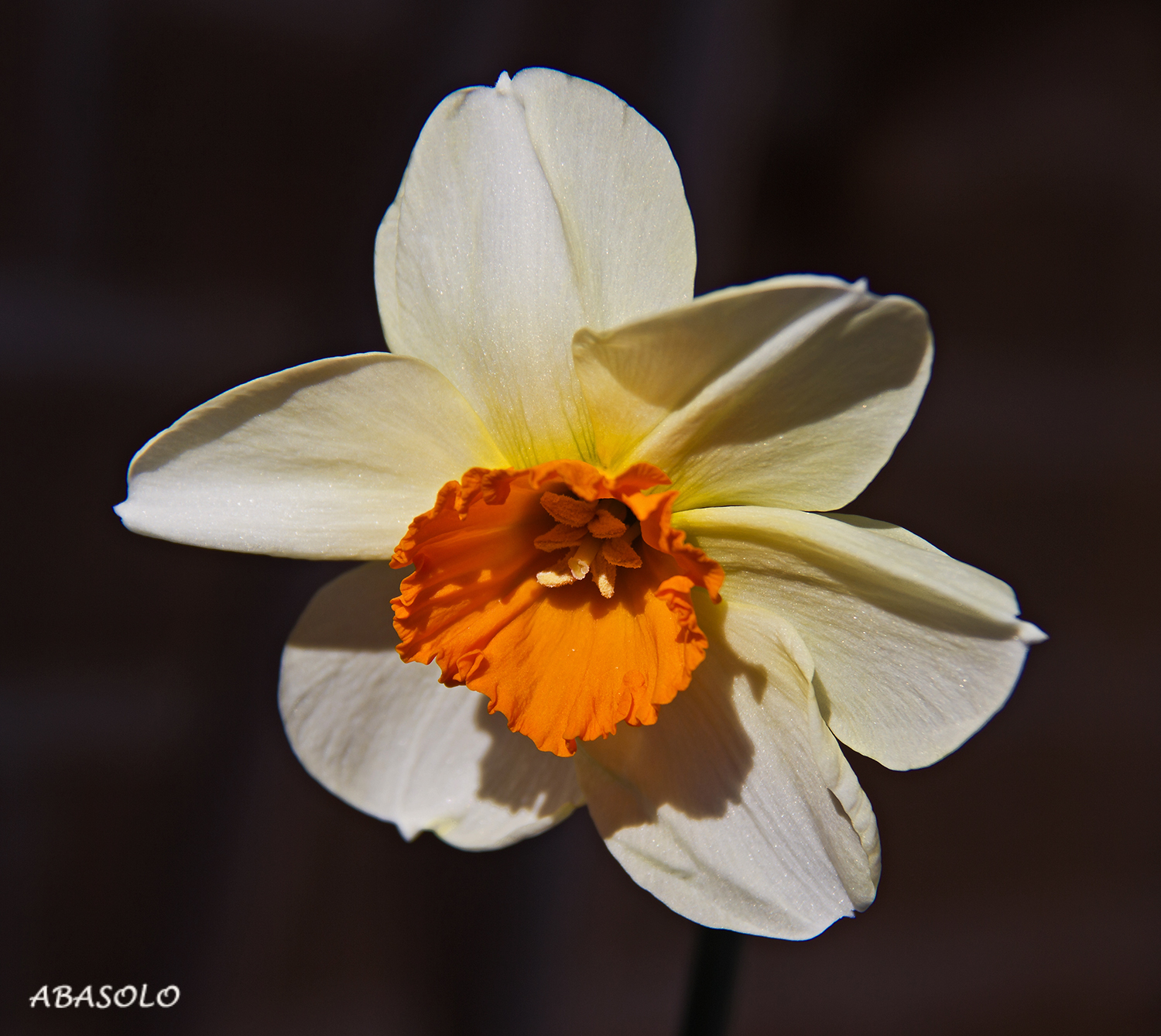 FOTOGRAFÍAS DE NATURALEZA: Narcisos