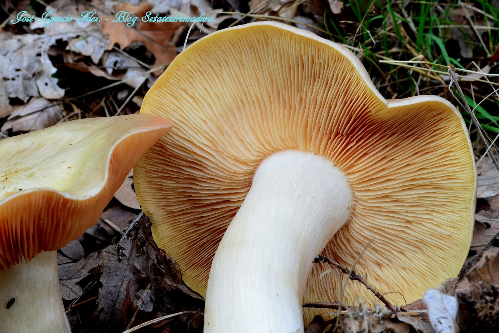 Setas Extremadura : Entoloma Lividum