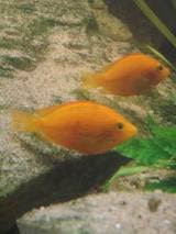 Etroplus maculatus- India and Sri Lanka, Asian Cichlid | African ...