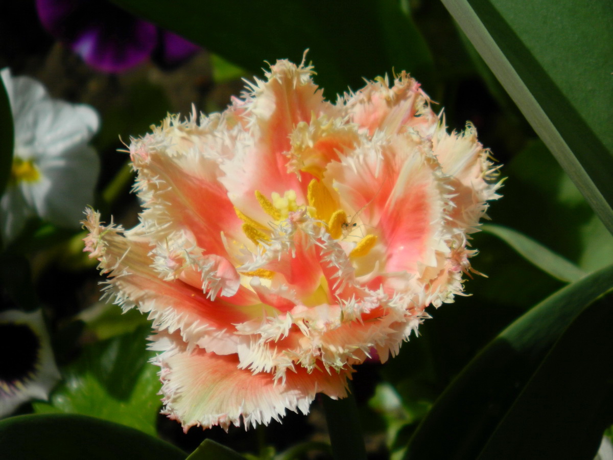 LA MULTI ANI, ROMANIA!: Lalele crete