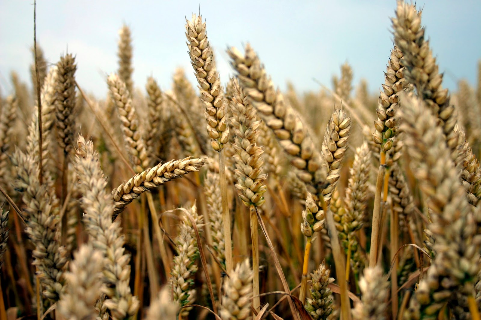 Bijirin Sumber Makanan Dunia; Gandum (Wheat) |MyRokan