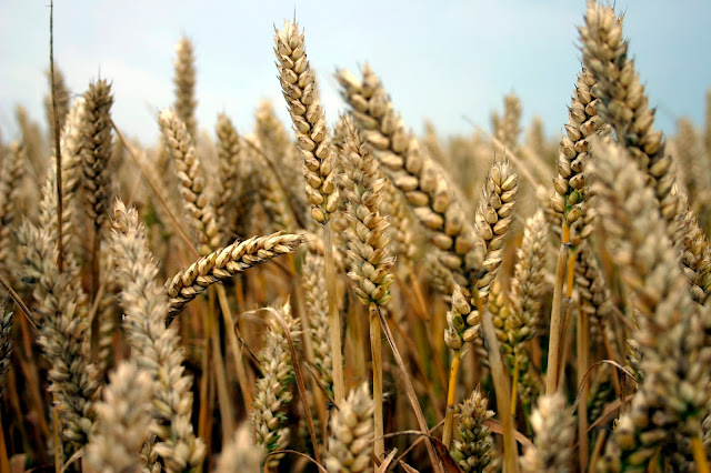 Bijirin Sumber Makanan Dunia; Gandum (Wheat) |MyRokan