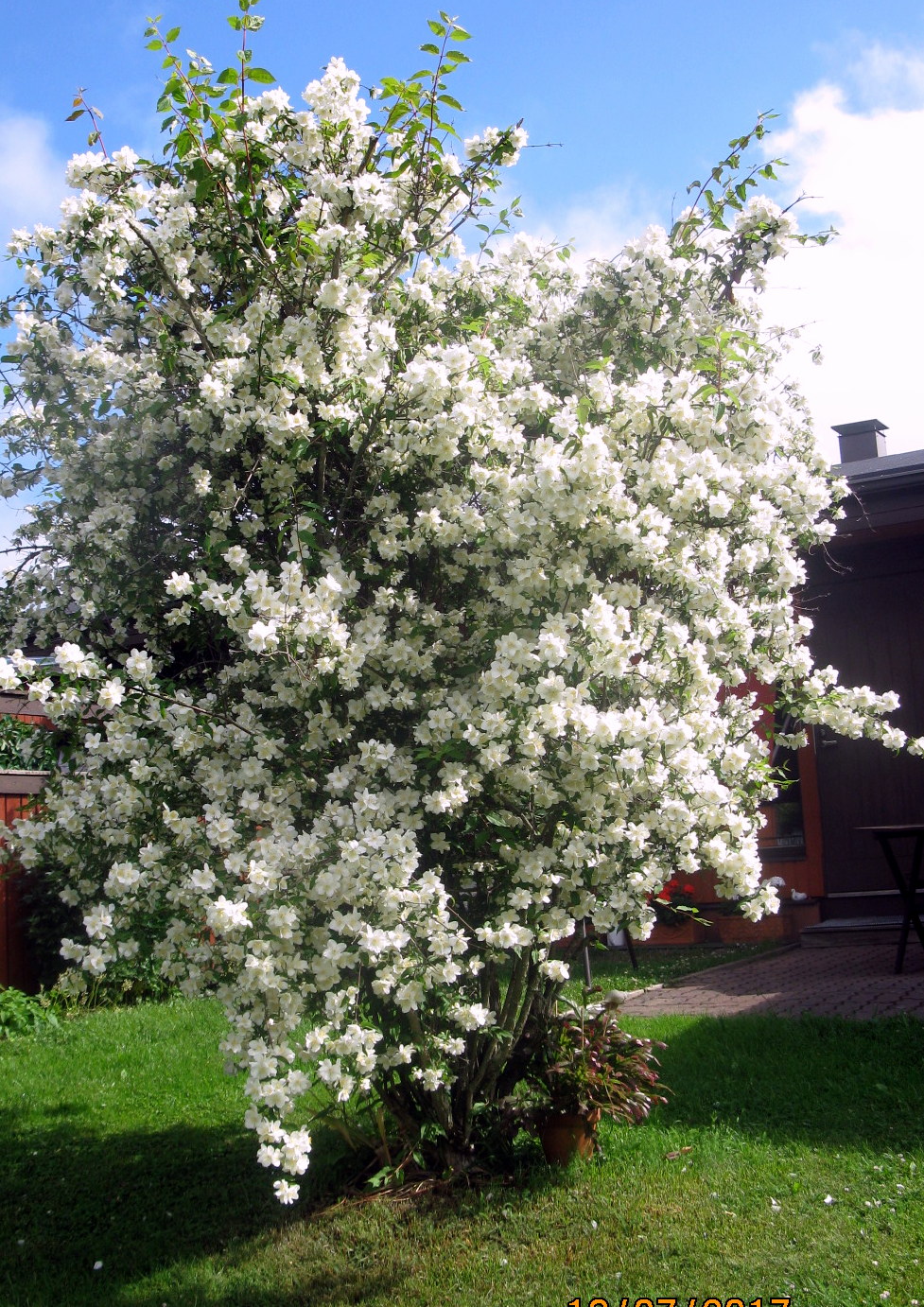 ritvan elämää: Jasmiken tuoksua.