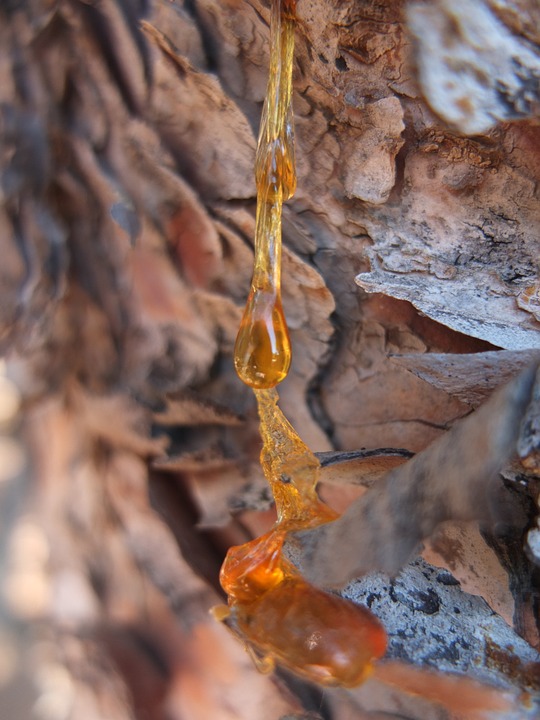 Plants Are Chemists: December 2016