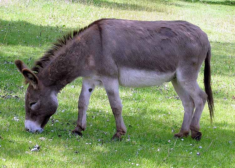 mundodeanimal: Burro o Asno "Información"