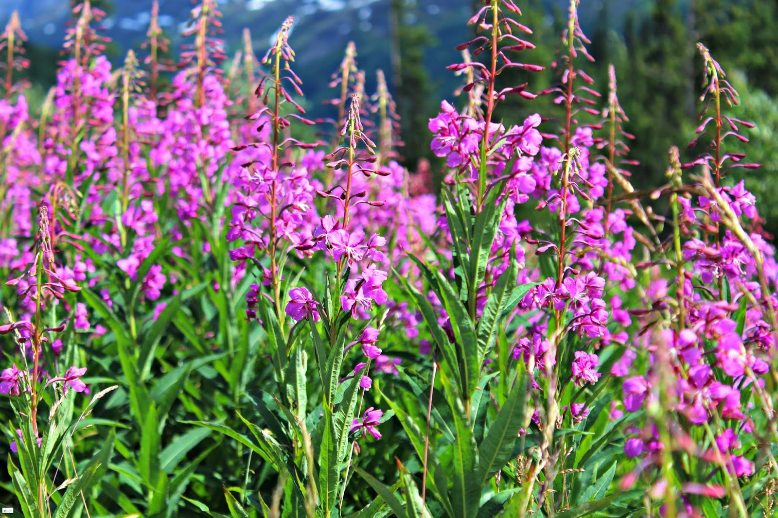 Among the Alaskan Fireweed on Alaska 4-South: A Beautiful Symbol of ...