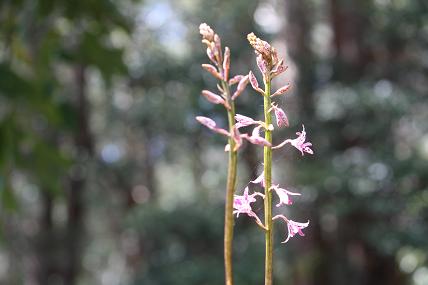Try growing: native orchids | Growing Illawarra Natives