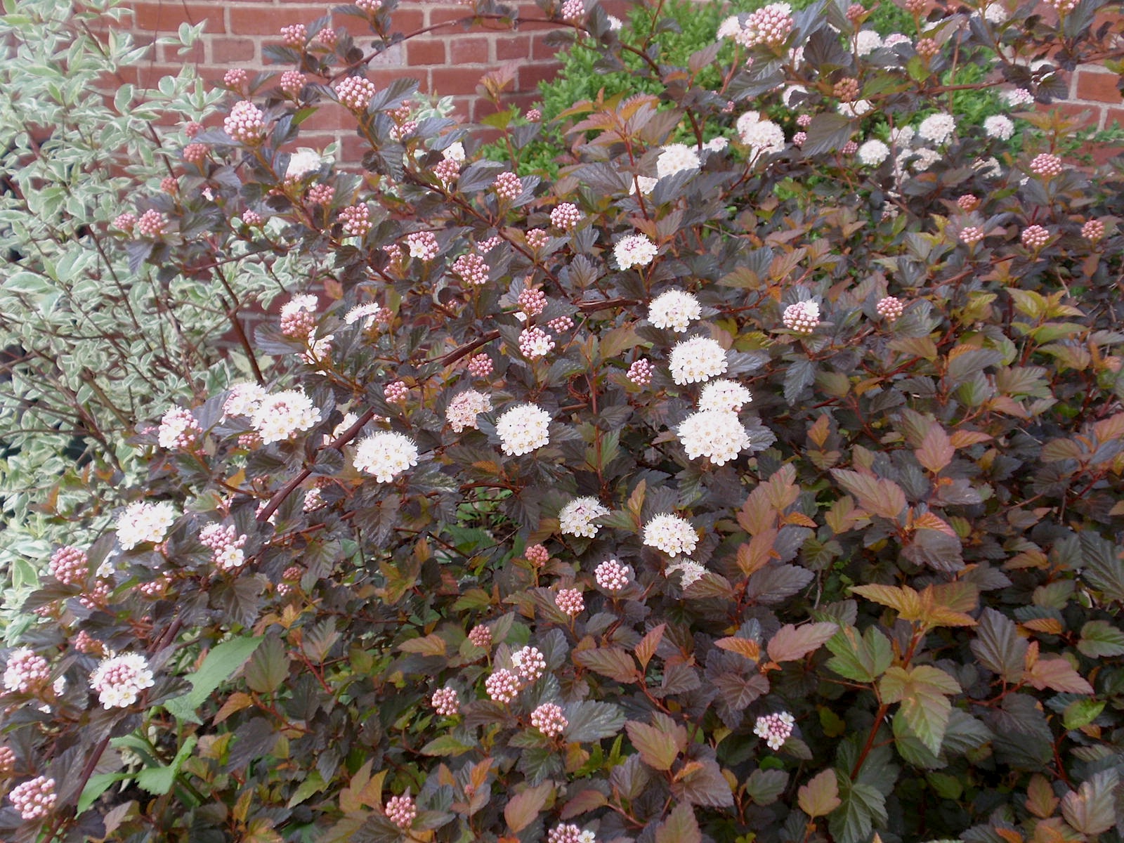 My Life in Gardens: PLANT PROFILE: Physocarpus opulifolius