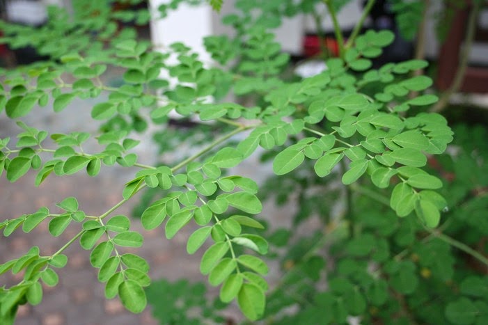 MORINGA: Growing Moringa Oleifera in Australia from Seeds. - Moringa ...