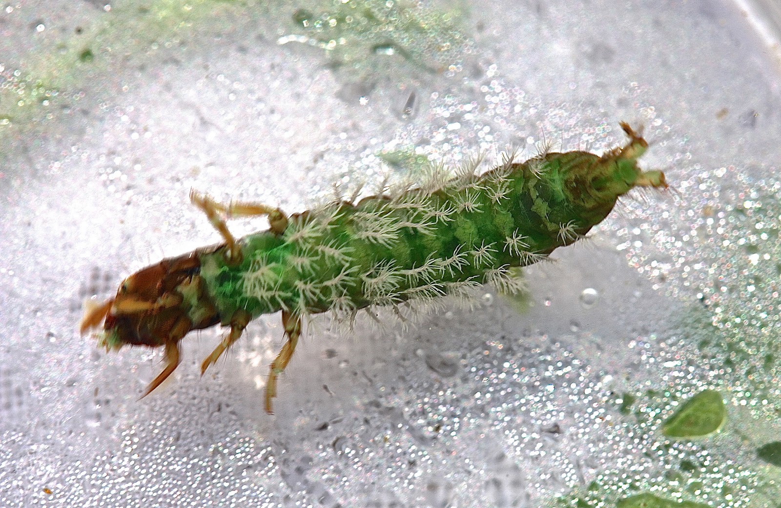 Aquatic Insects of Central Virginia: Macrostemum -- the "Uncommon ...