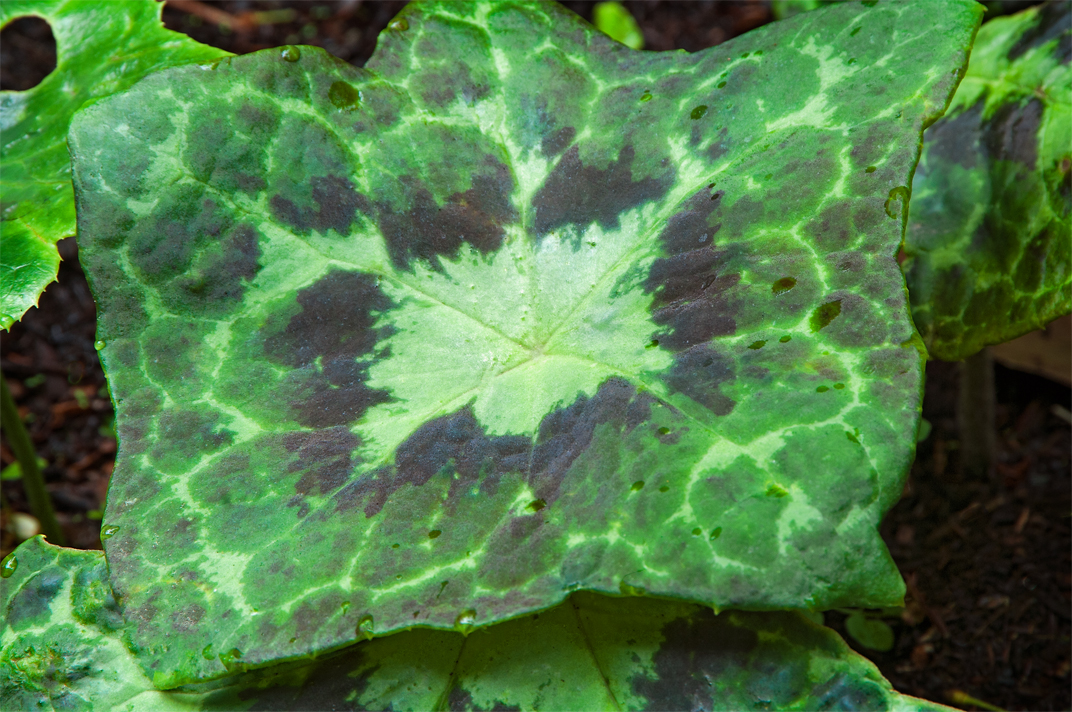Linda Cochran's Garden: Podophyllums