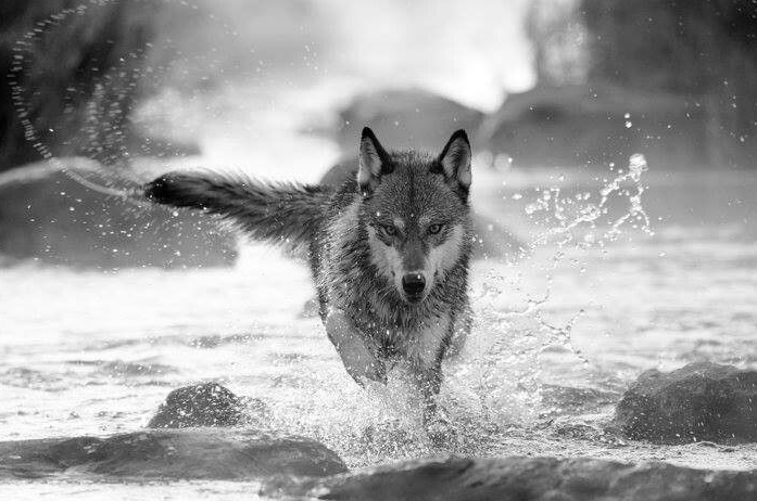 ERIPE LUPUS: IDFG ~IDAHO WOLVES