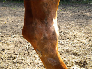 French Vocabulary Illustrated: jarret