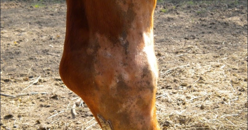 French Vocabulary Illustrated: jarret