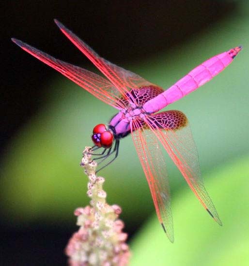 Effetto Mandela - Evidenze: Libellula Rosa, Viola, Rossa e Dorata!!