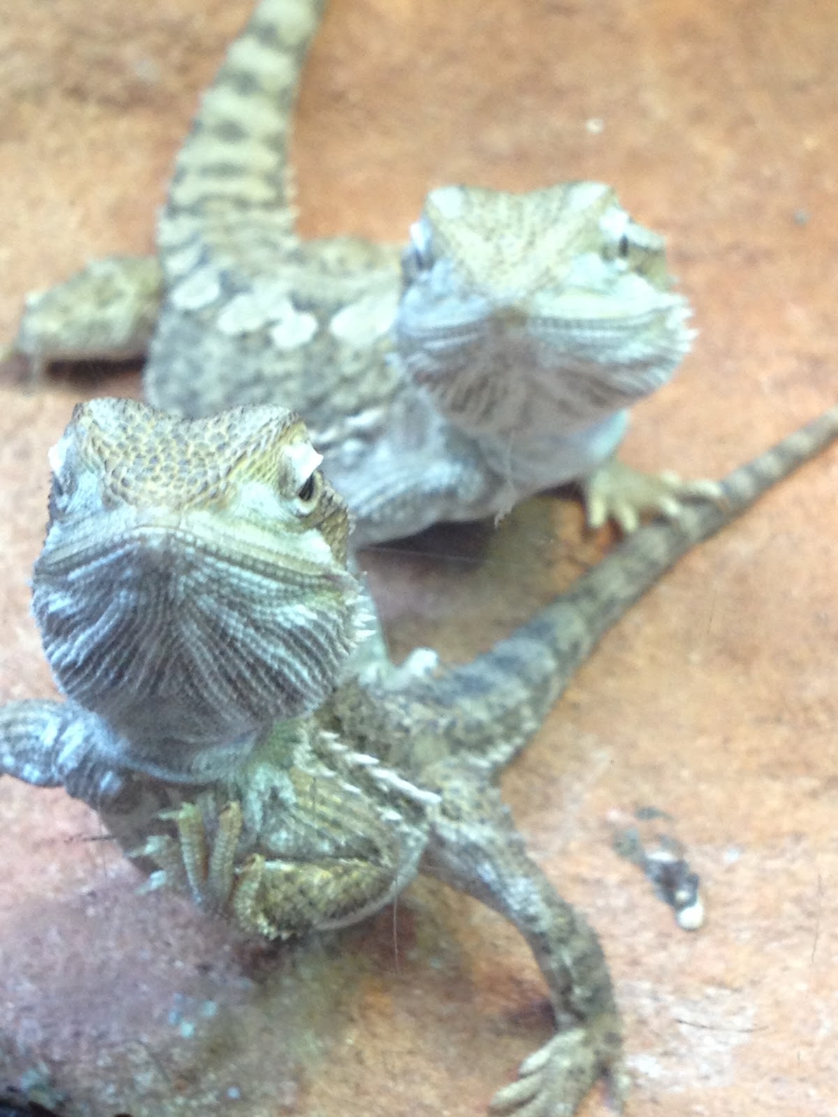 Justina-Overseas: Taronga Zoologijos Sodas Sidnėjus