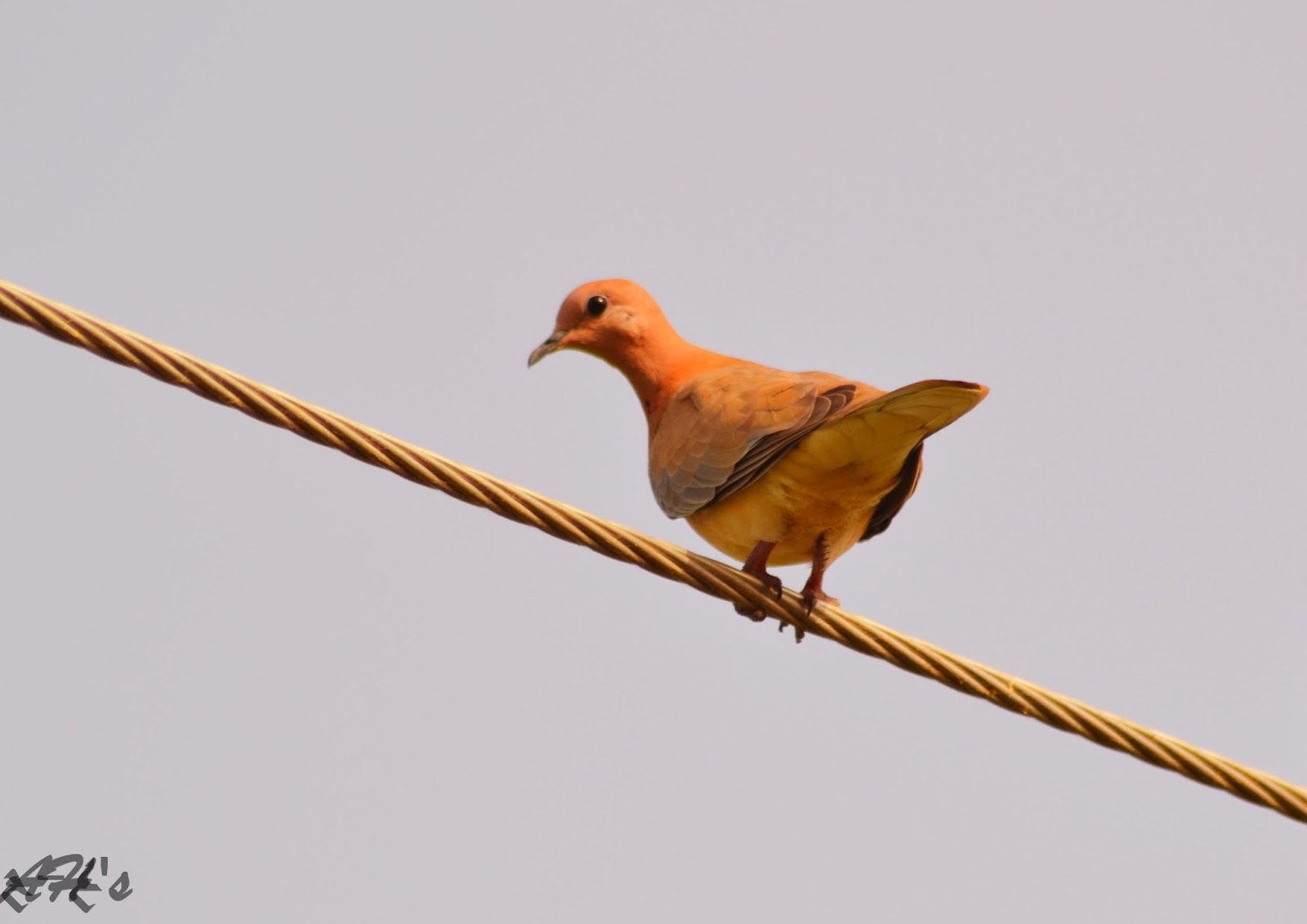 Laughing dove- خنداں فاختہ | Wildlife of Pakistan