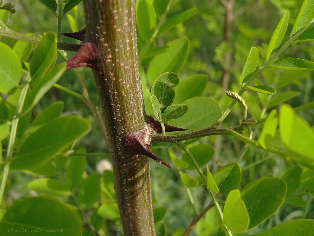 Chwile zaChwycone: Kocha, lubi, szanuje... Robinia akacjowa