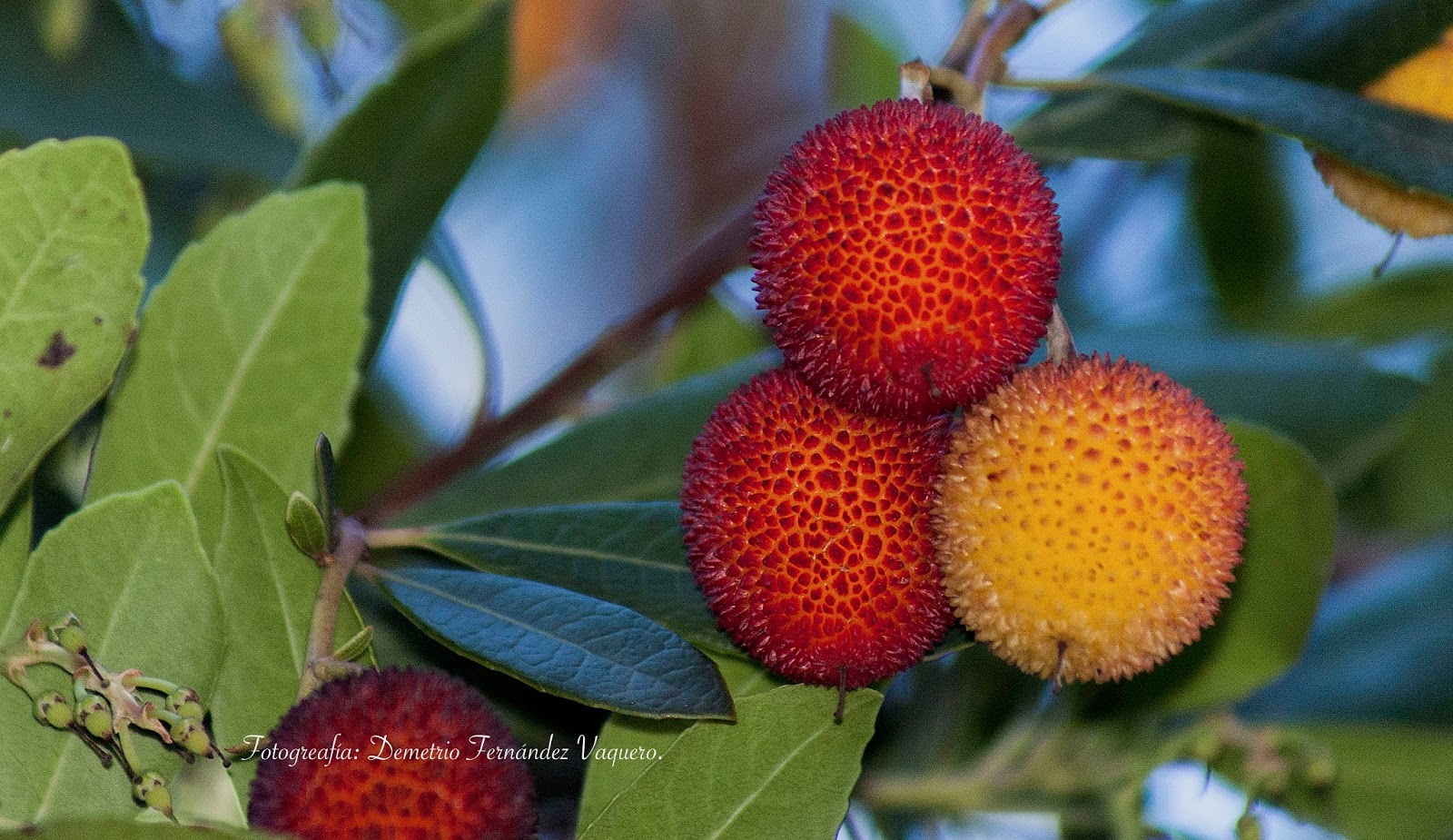 Otoño - Madroños y flor del madroño - 4 fotografías | Fotografía ...