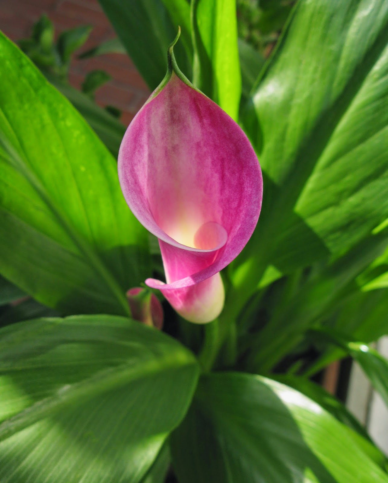 Flores y Palabras: Cala rosa