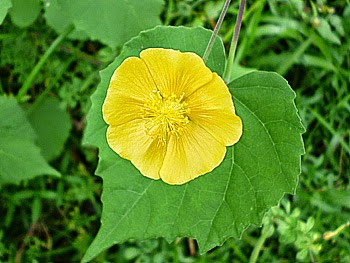 Indian Mallow - Beheth Anoda | SL Flora