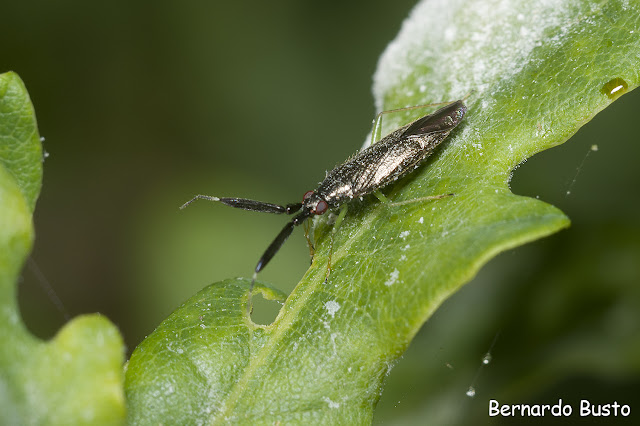 RÍA DE LA VILLA: julio 2015