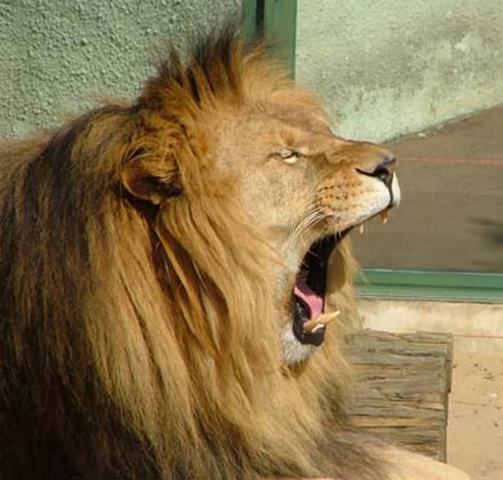 Asal Muasal Penyakit Raja Singa