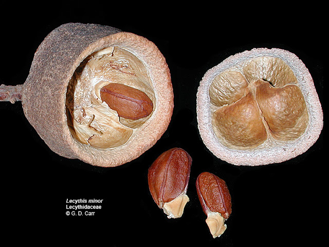 PLANT FAMILIES OF PUERTO RICO AND FLORIDA PAPO VIVES: LECYTHIDACEAE NÚM ...