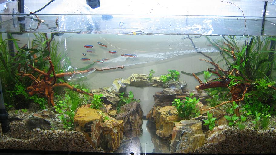 A NIGHT BY THE AQUARIUM: 2 feet Nano tank (Desert to Forest)