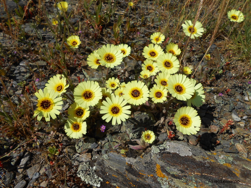 Hispidella hispanica