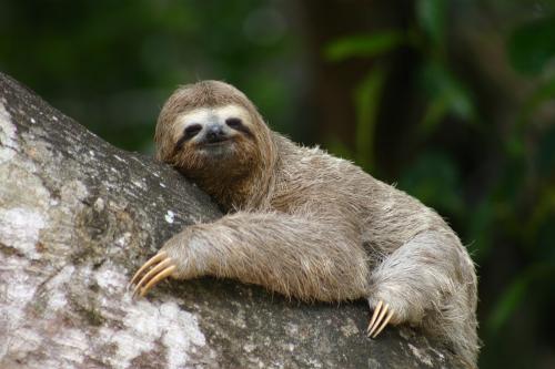 lazy plush: Le paresseux romantique